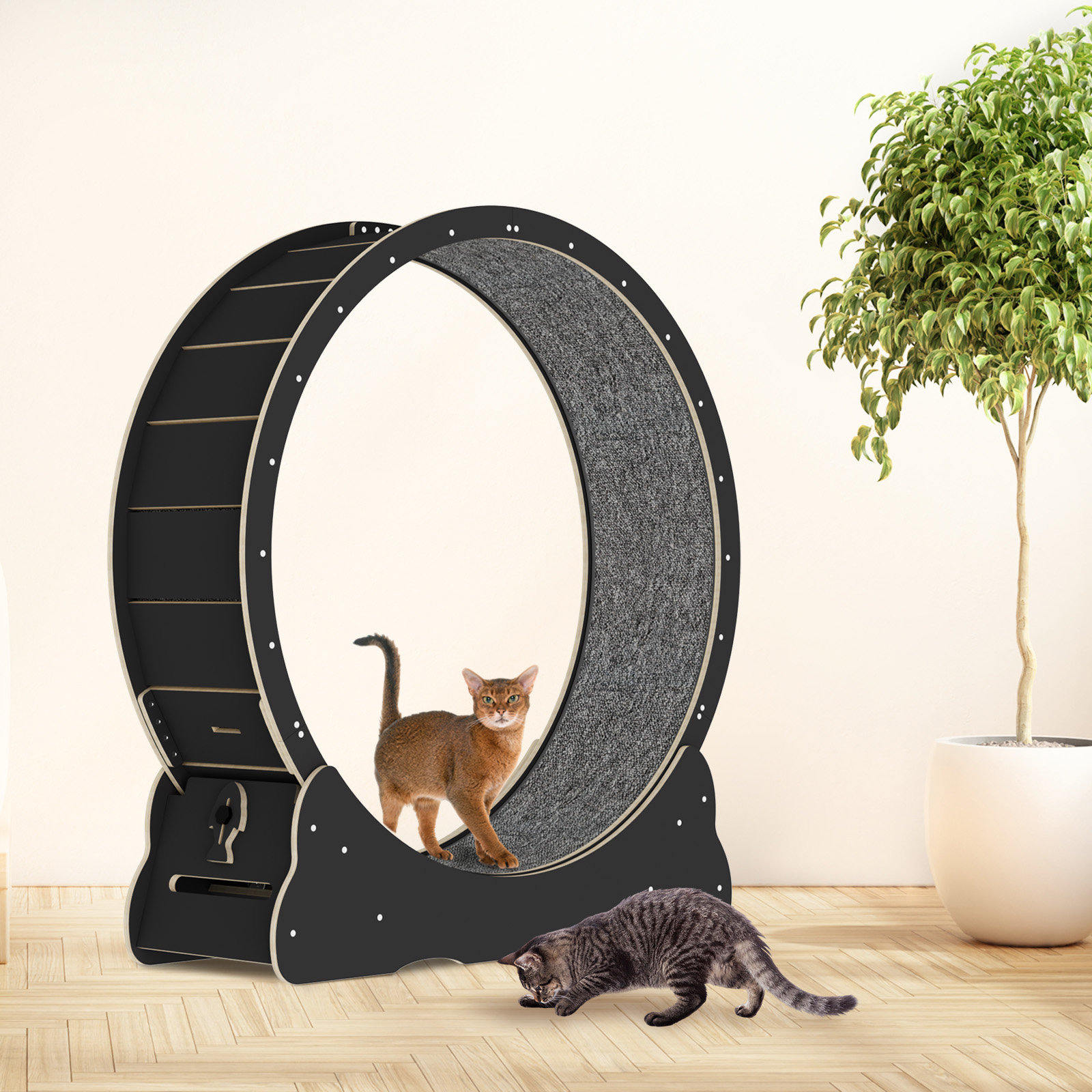 Tucker Murphy Pet™ Roue pour chats, roue d'exercice pour chats d ...