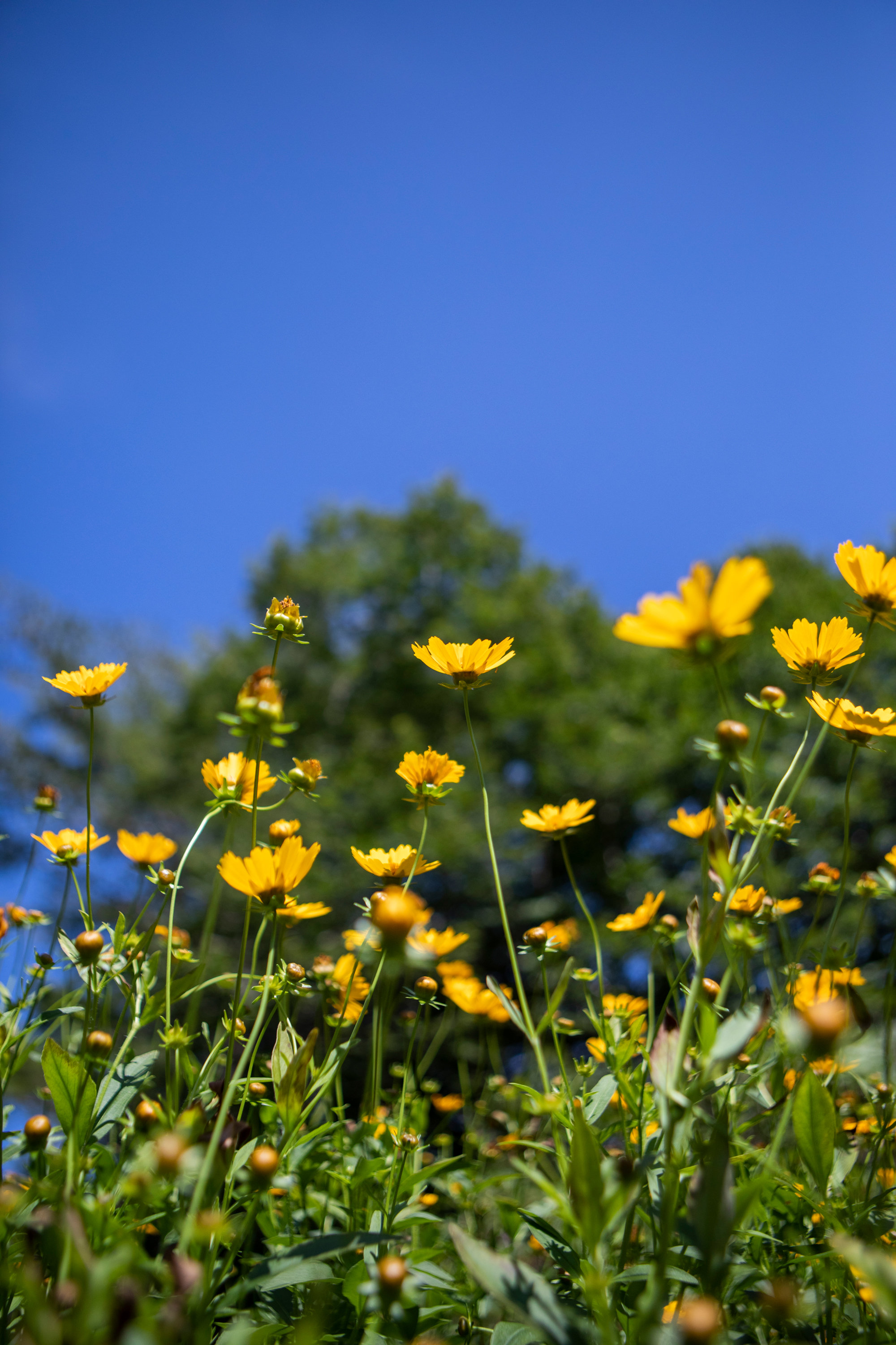 Ebern Designs Iffah Sunny Day by Aaron Matheson | Wayfair