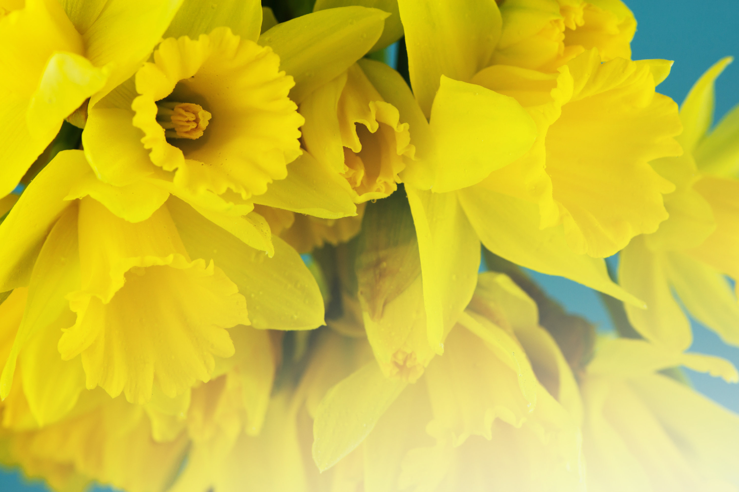 Ebern Designs Yellow Daffodils On Canvas by Igor_Aleks Photograph | Wayfair