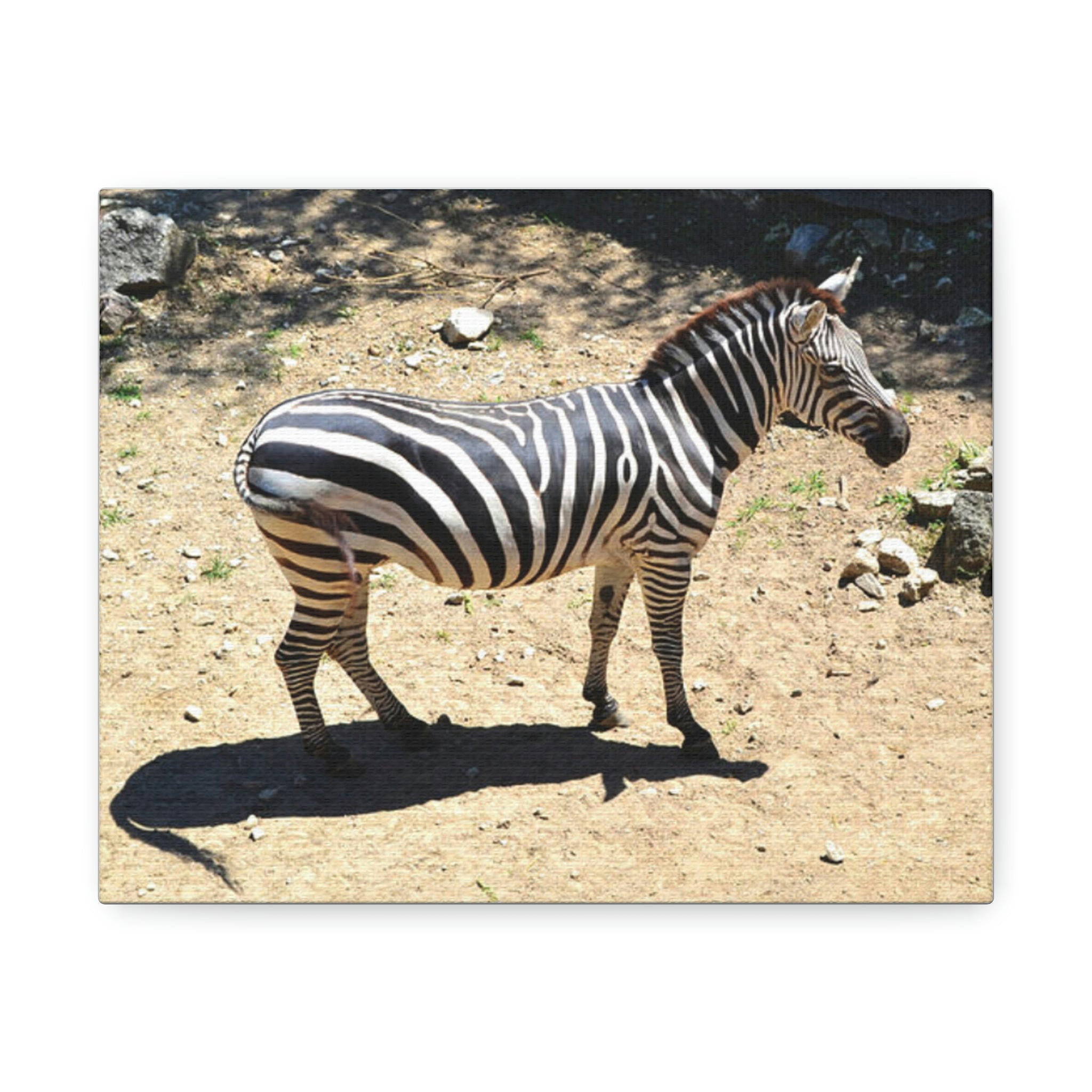 Latitude Run® Zebra by Kelly Johnson - Wrapped Canvas Photograph | Wayfair