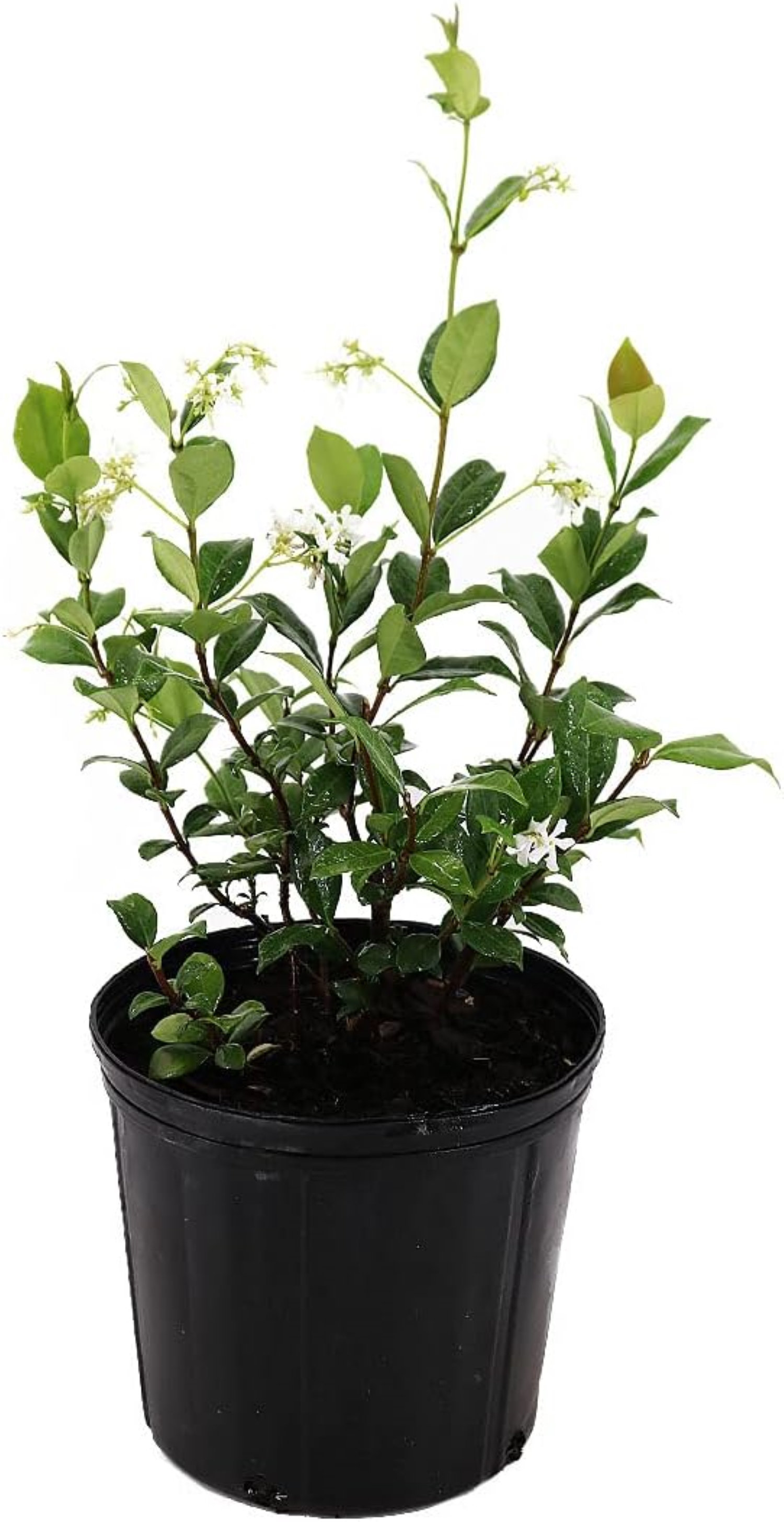 American Plant Exchange Green Confederate Jasmine, 10-Inch Pot Live ...
