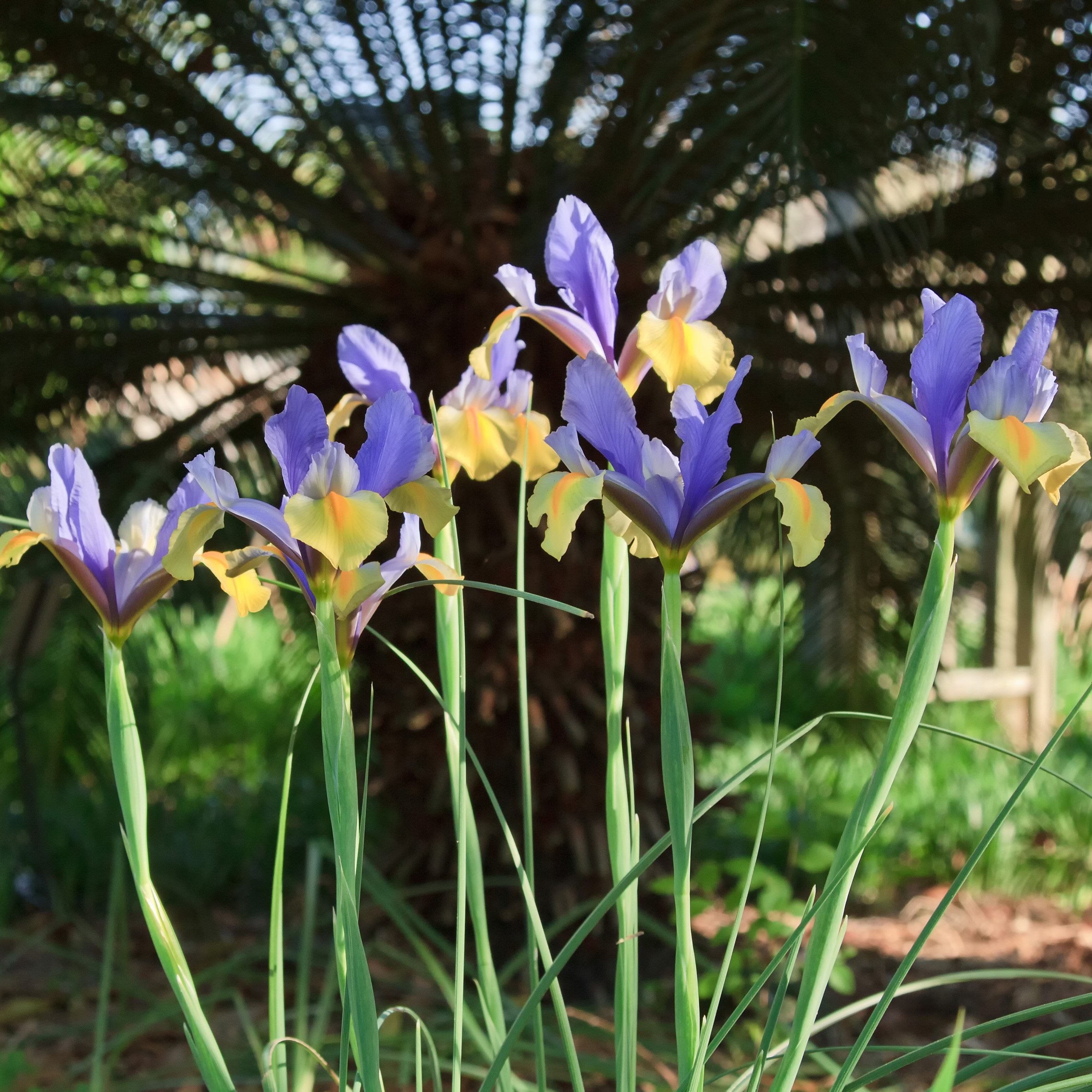 Touch of ECO Colorful Mixed Dutch Iris-Blue, Yellow, Purple, White ...