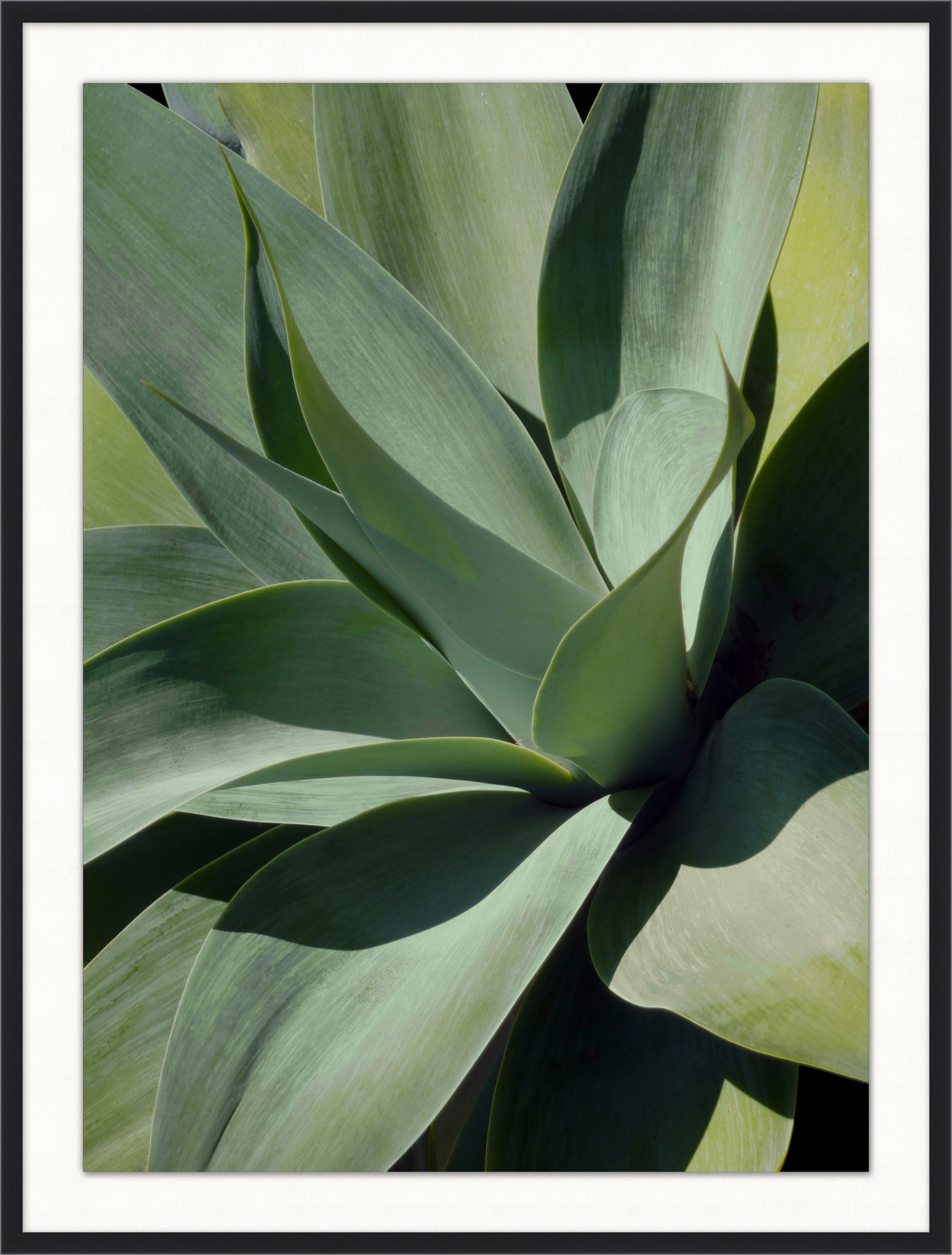 Wendover Art Group Bold Agave 1 - Picture Frame Photograph on Paper ...