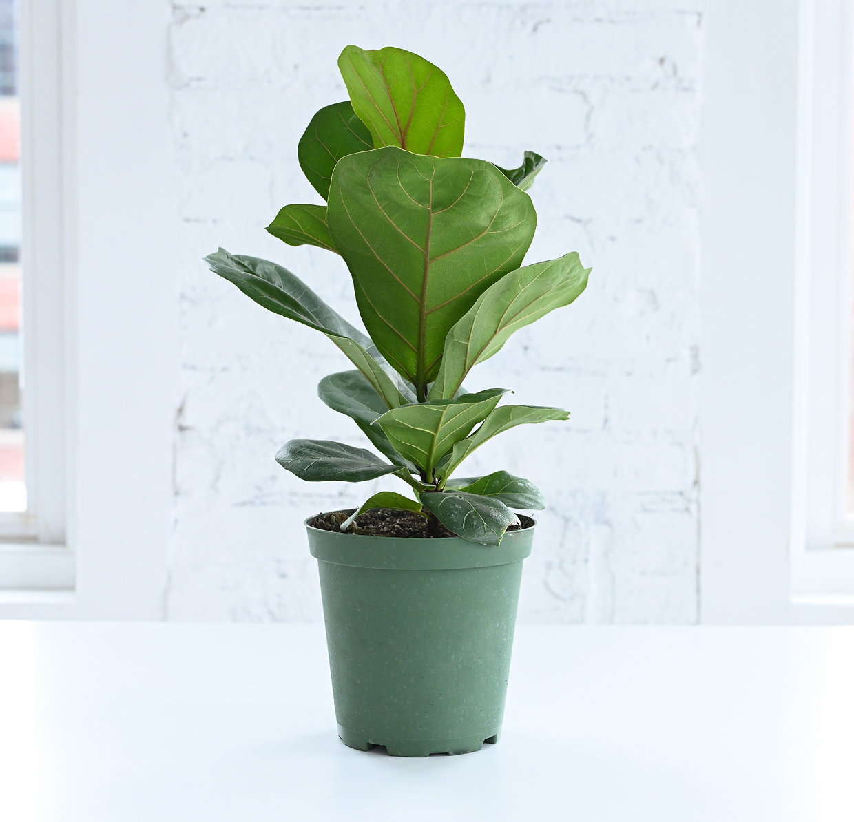 Thorsen's Greenhouse Live Fiddle Leaf Fig Plant, 6" Diameter & Reviews ...