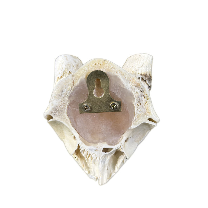 Union Rustic Khushveer Real Blesbok Antelope Skull V-Shape | Wayfair