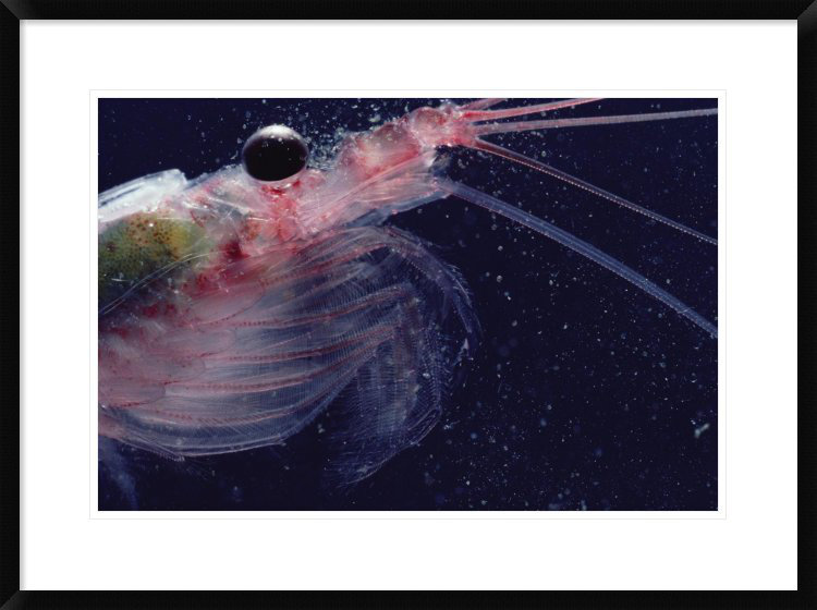 Global Gallery 'Antarctic Krill, Antarctica' Framed Photographic Print ...