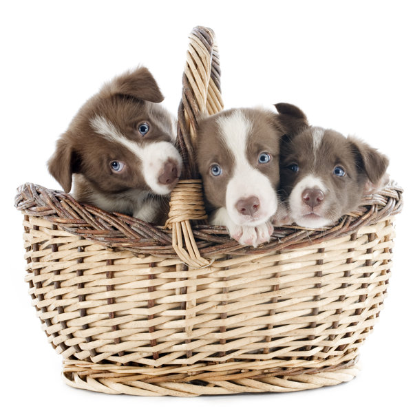 Ebern Designs Puppy Border Collie In Basket On Canvas by Cynoclub ...