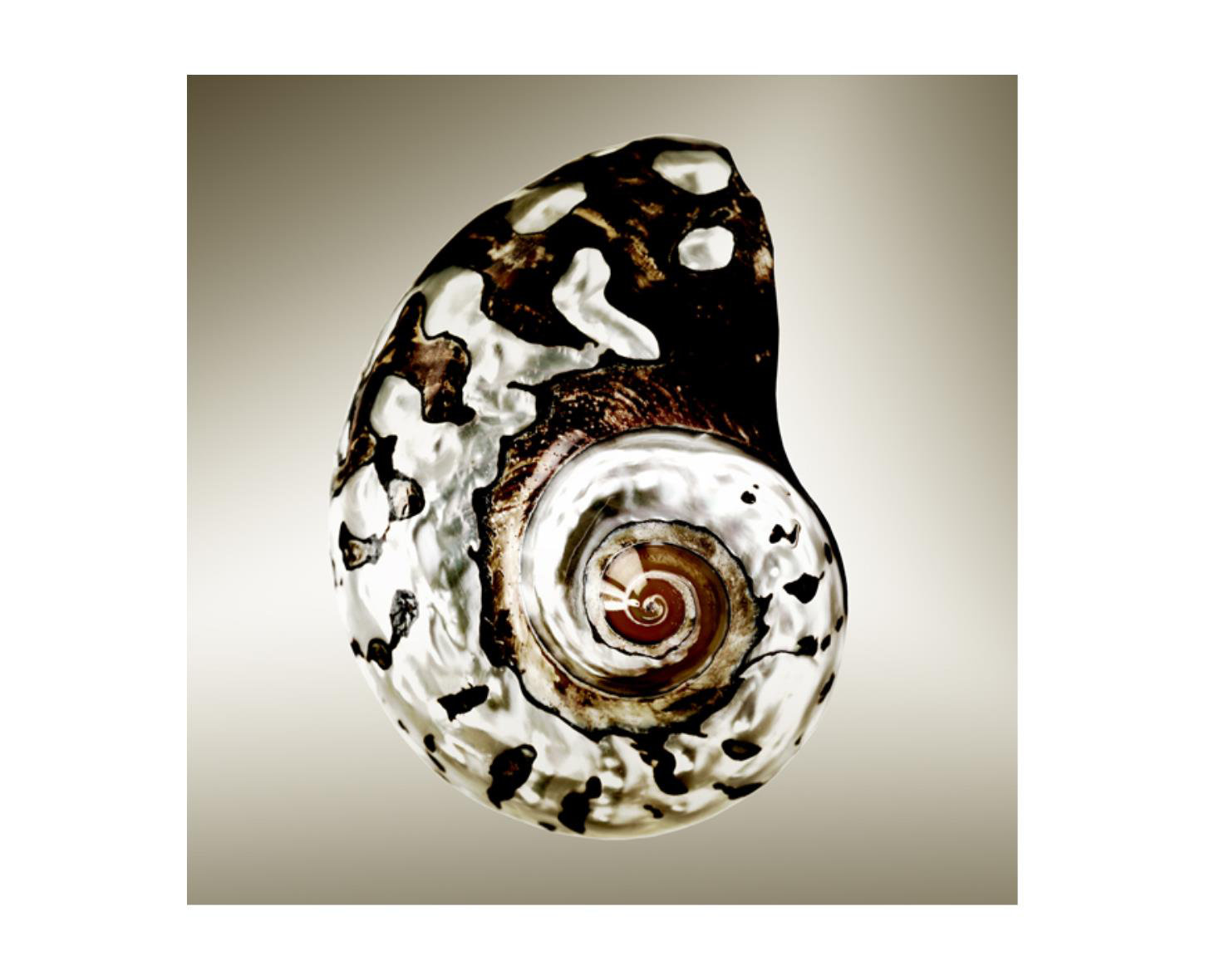 Chelsea Art Studio Zoey Riley Gilt Shells I by Zoey Riley Print | Wayfair