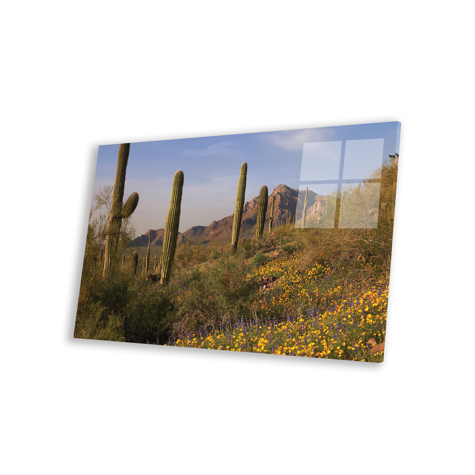 Union Rustic Saguaro Cacti And California Poppy Field At Picacho Peak ...