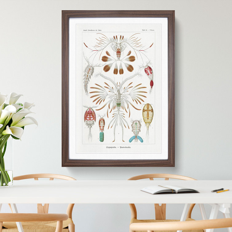 East Urban Home Copepod Crustaceans by Ernst Haeckel - Picture Frame ...