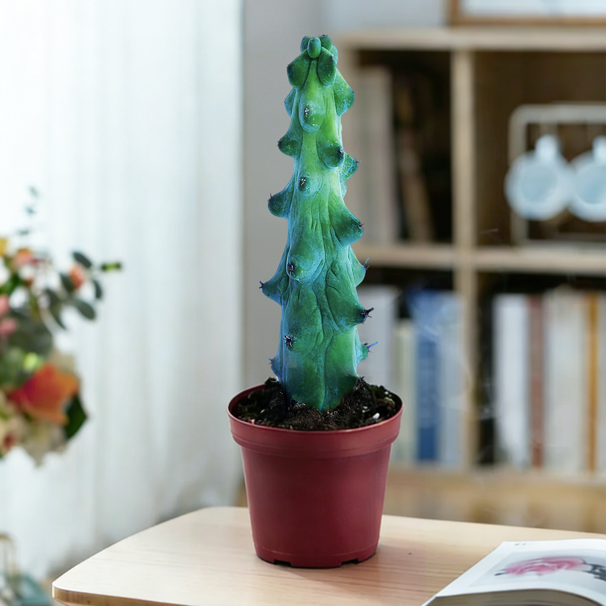 Noheng 9.5 Inch Totem Pole Cactus Live Plant | Small Desktop Succulent ...