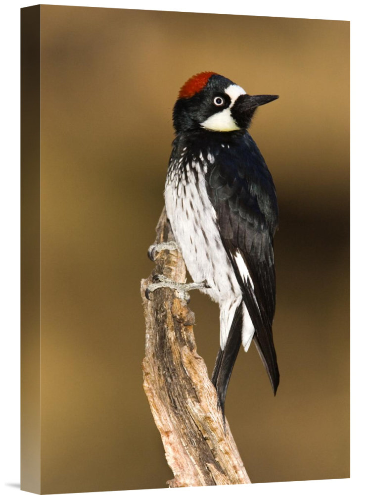 East Urban Home Arizona Madera Canyon 'Acorn Woodpecker Female ...