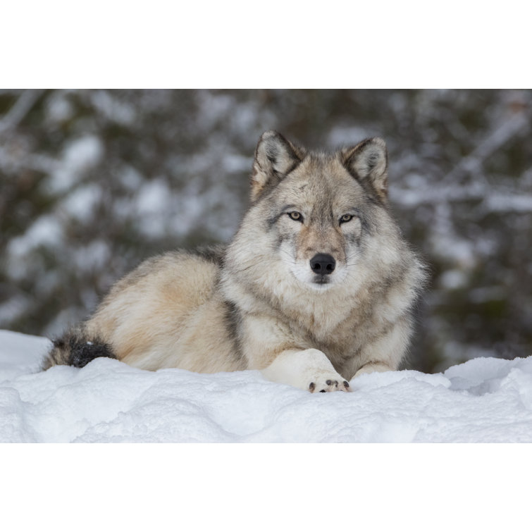 Millwood Pines Photographie de loup gris d'Andreina sur toile par Jean ...