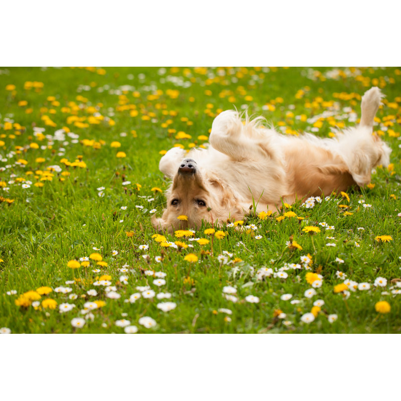 Ebern Designs Keyerra Dog Playing | Wayfair