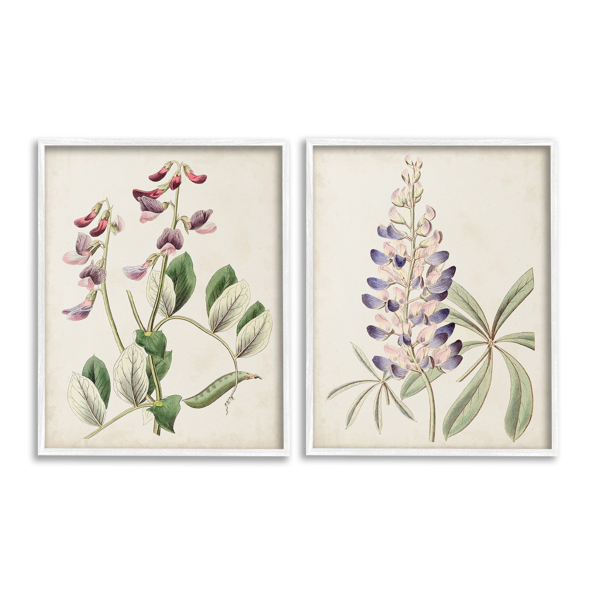 Gracie Oaks " Foxglove Latin Studies Single Picture Frame " by Ridgeway ...