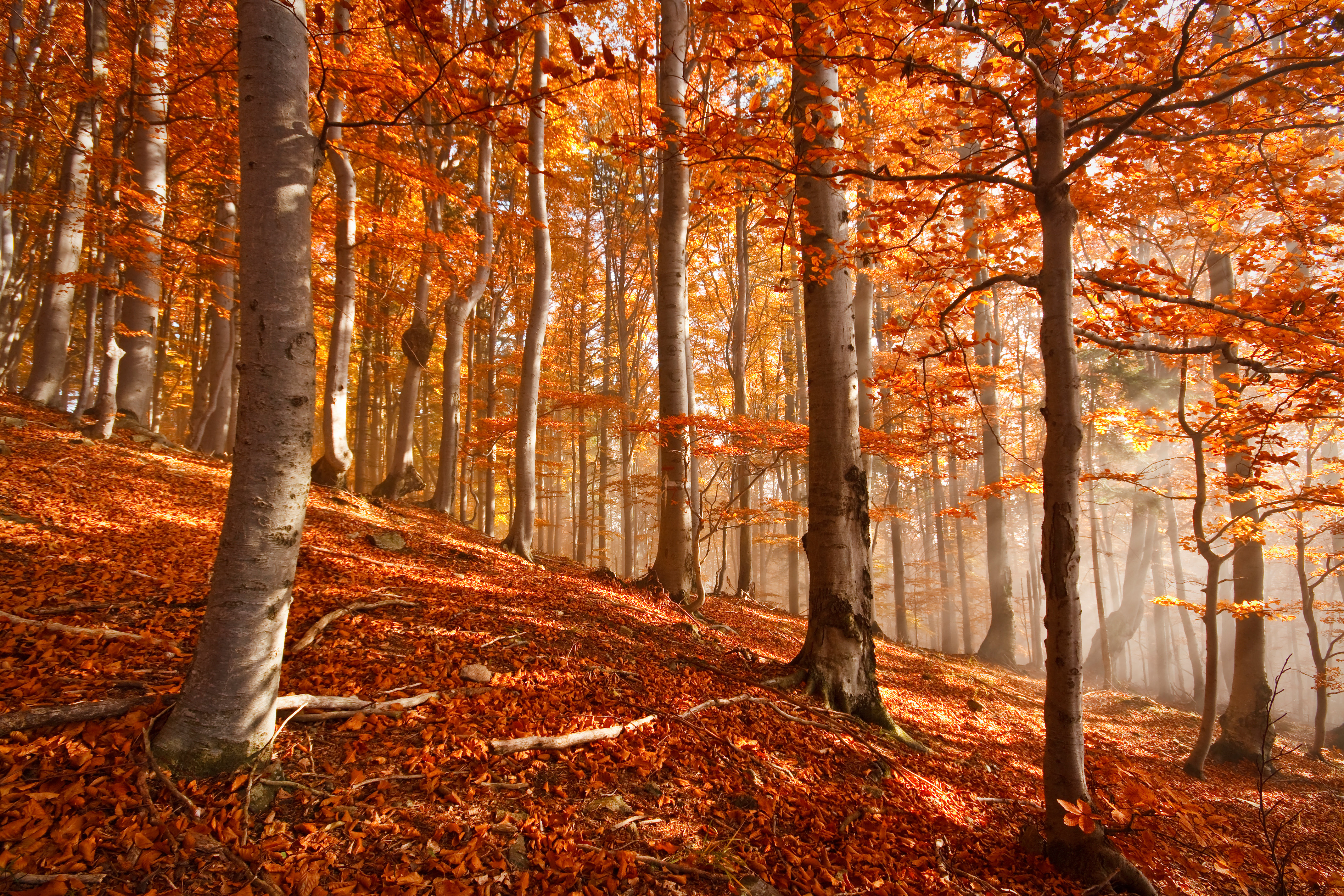 Millwood Pines Carpathian Beech Forest - Wrapped Canvas Print | Wayfair