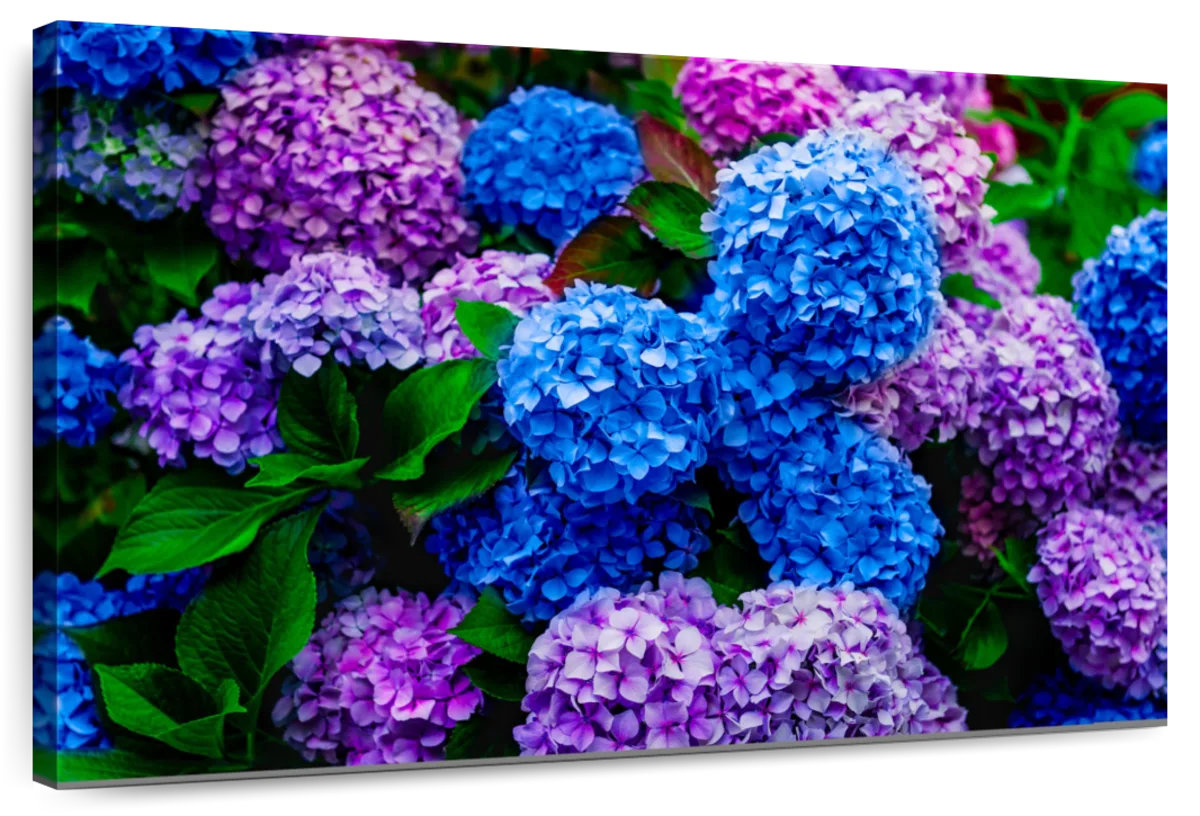 Lark Manor™ Harnek Hydrangea Flower Garden - Wayfair Canada