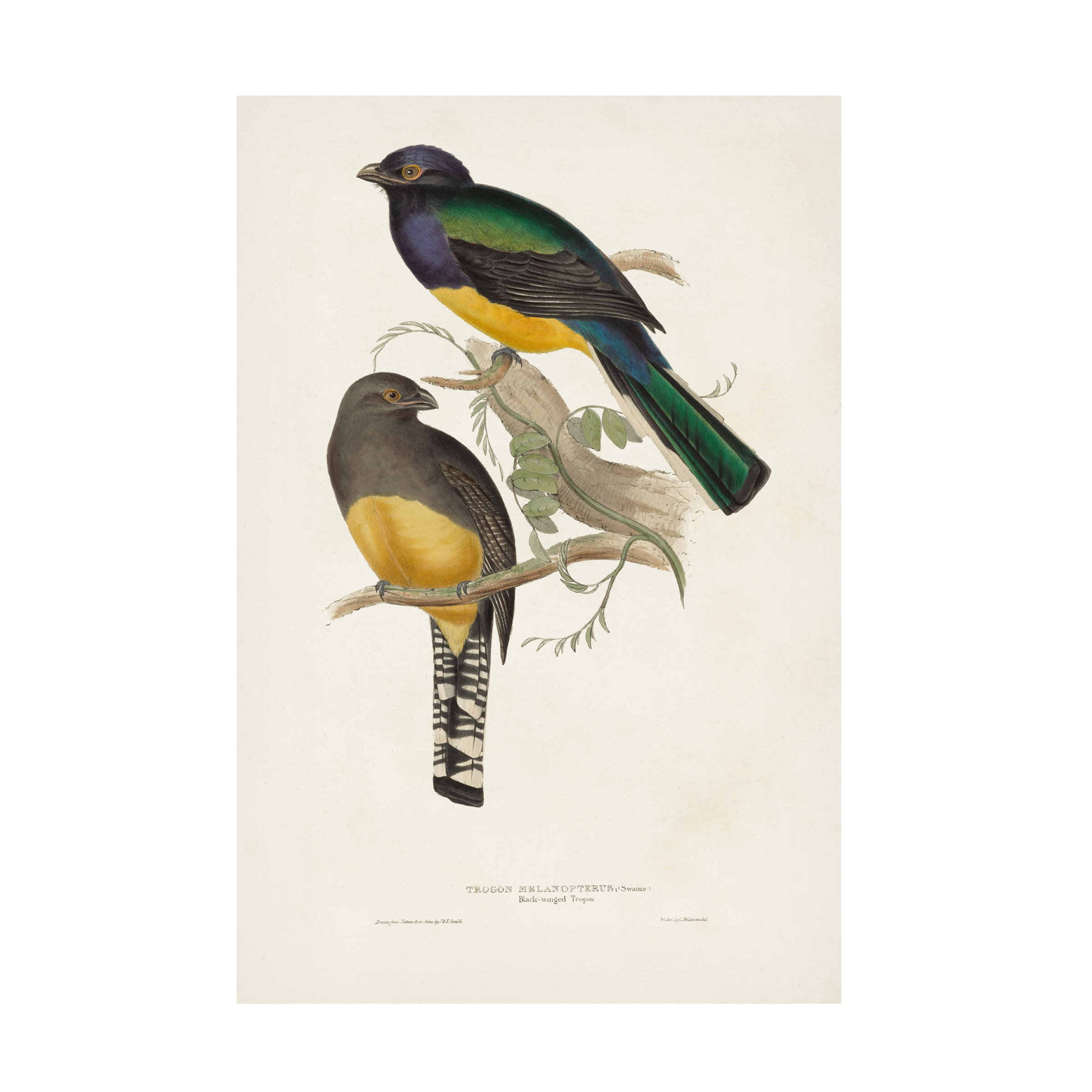 Winston Porter John Gould 'Elegant Trogons III' Canvas Art - Wayfair Canada