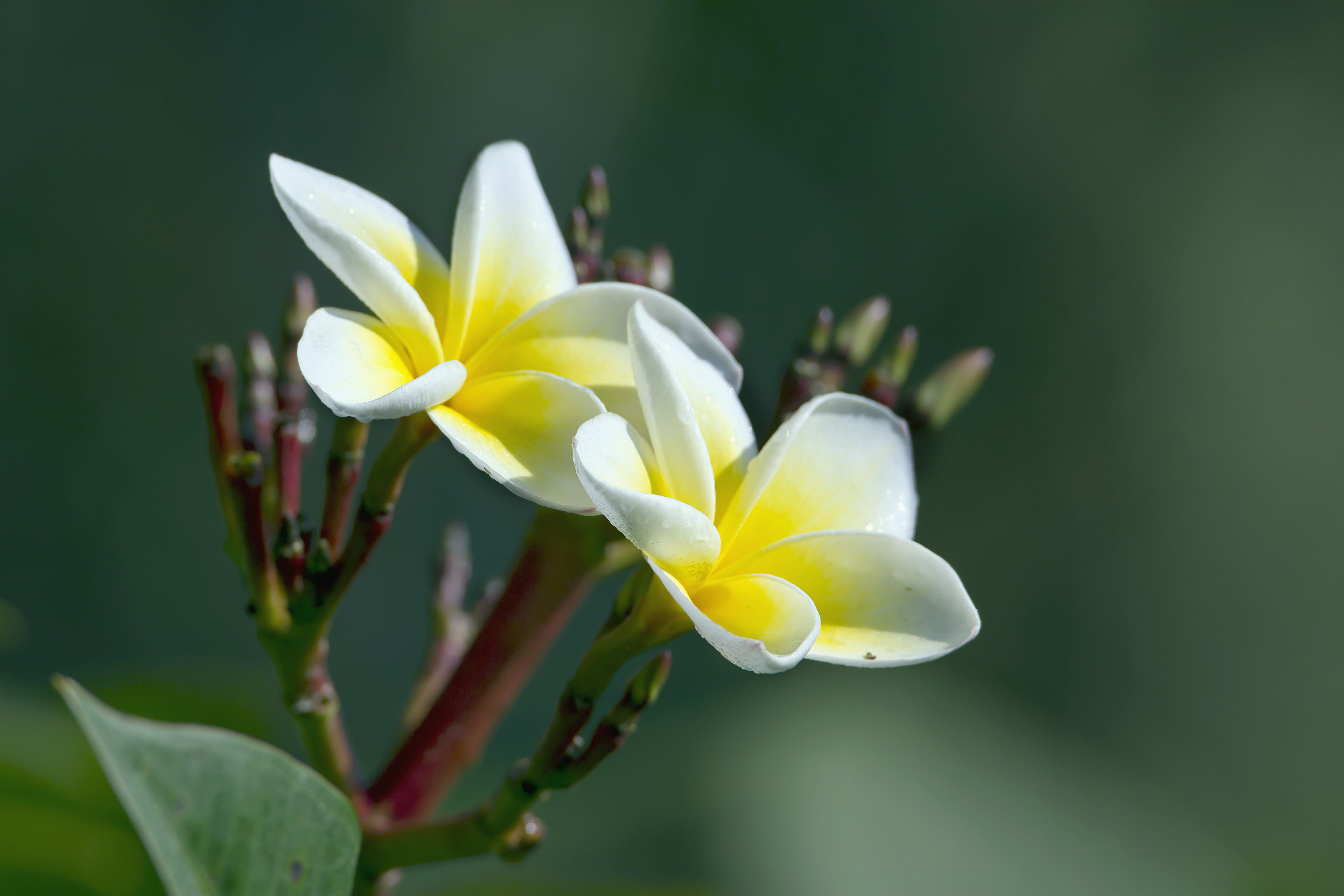 Ebern Designs Tiare Flower in Nepal - Wrapped Canvas Photograph | Wayfair