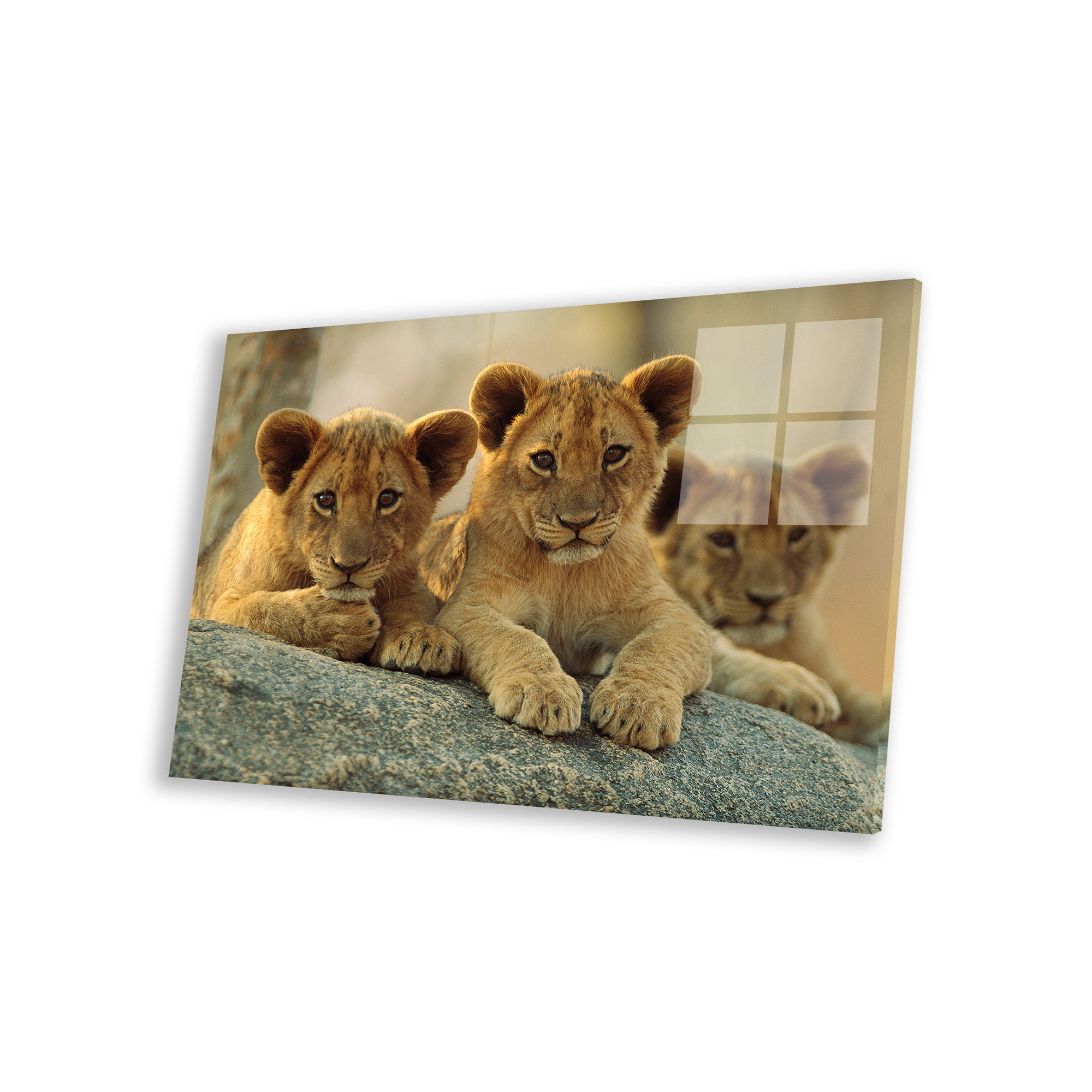 Latitude Run® Irmani African Lion Three Cubs Resting On A Rock, Hwange ...