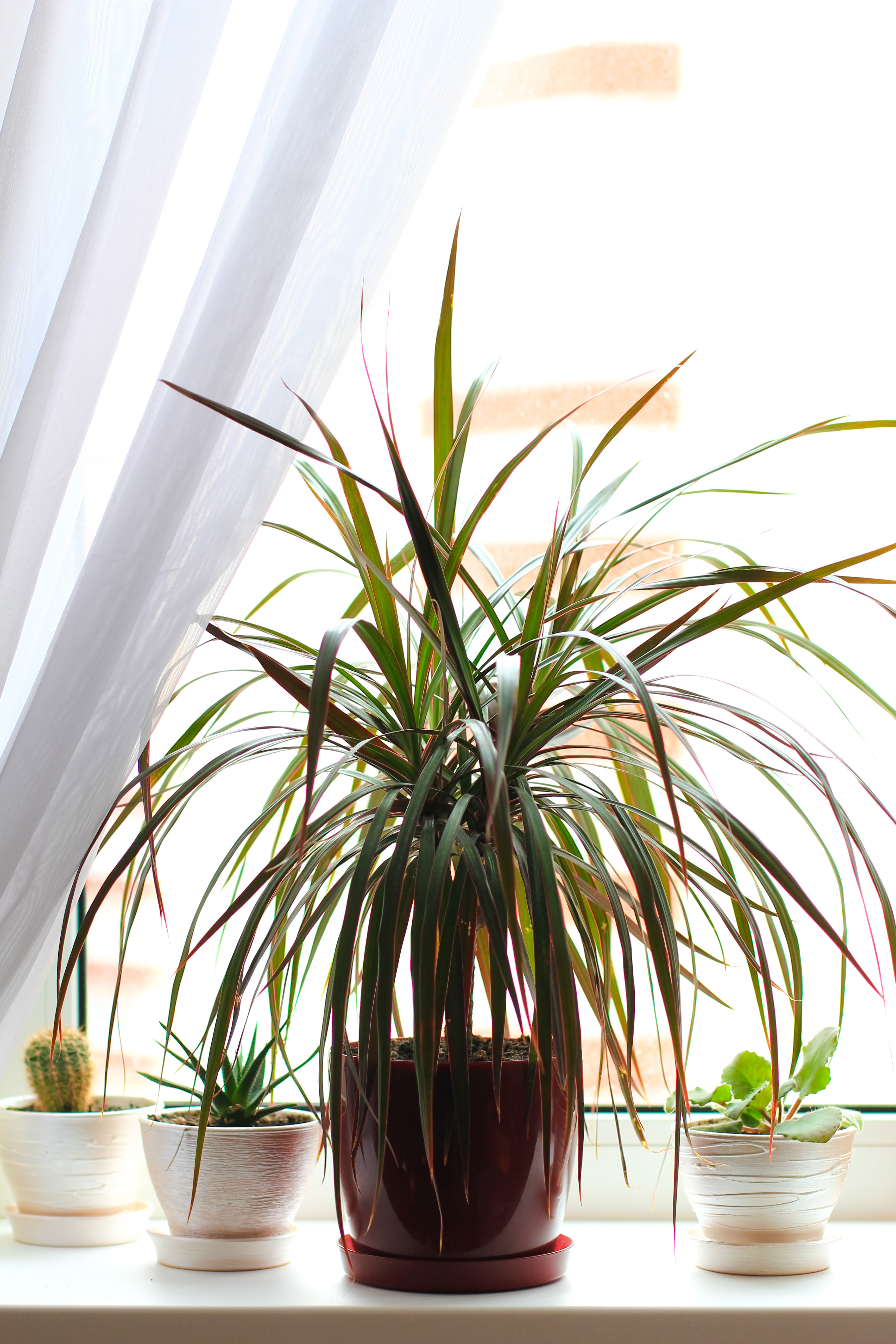 Ebern Designs Dracena House Plant (Dracaena) by Elenazarubina - Print ...