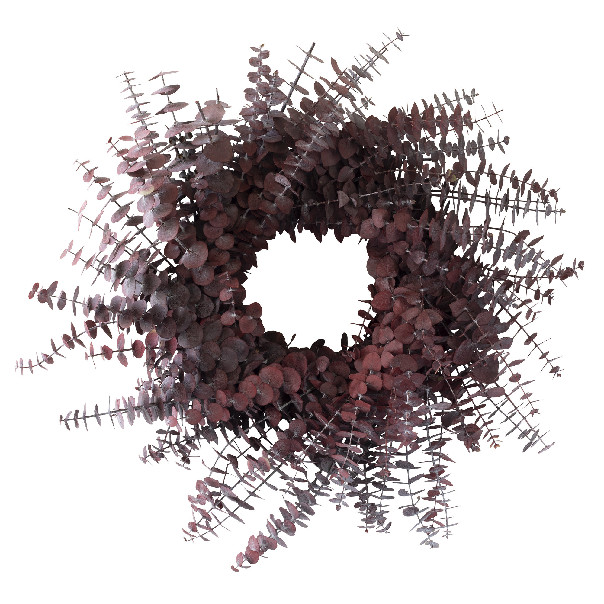 The Twillery Co.® Preserved Baby Eucalyptus 18" Wreath & Reviews | Joss ...