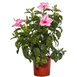 American Plant Exchange Hibiscus Seminole Pink Bloom, Large Tropical ...