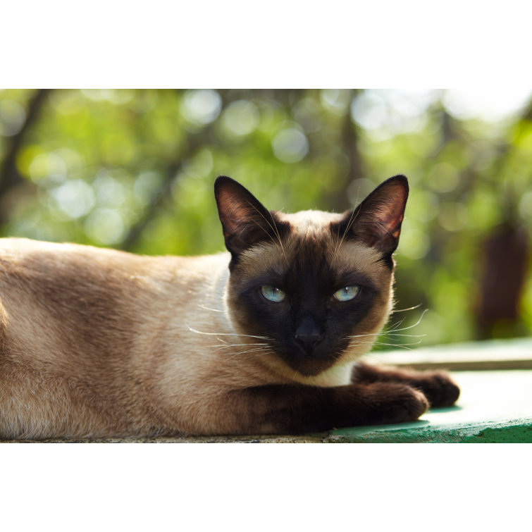 Latitude Run Siamese Cat by Drbouz - No Frame Art Prints on Canvas ...