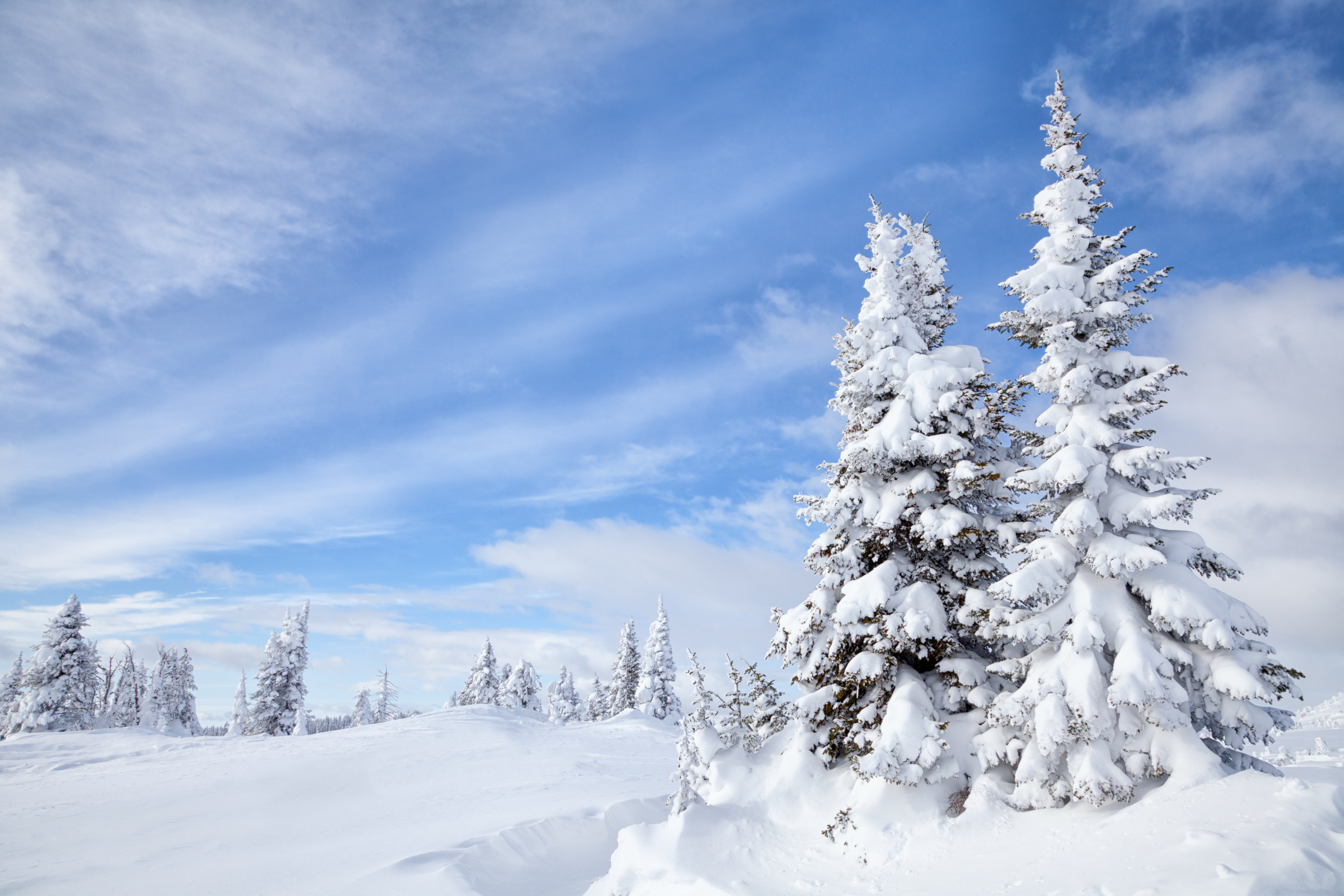Millwood Pines Winter Forest by Kencanning | Wayfair