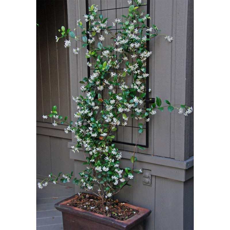 American Plant Exchange Green Confederate Jasmine, 10-Inch Pot Live ...