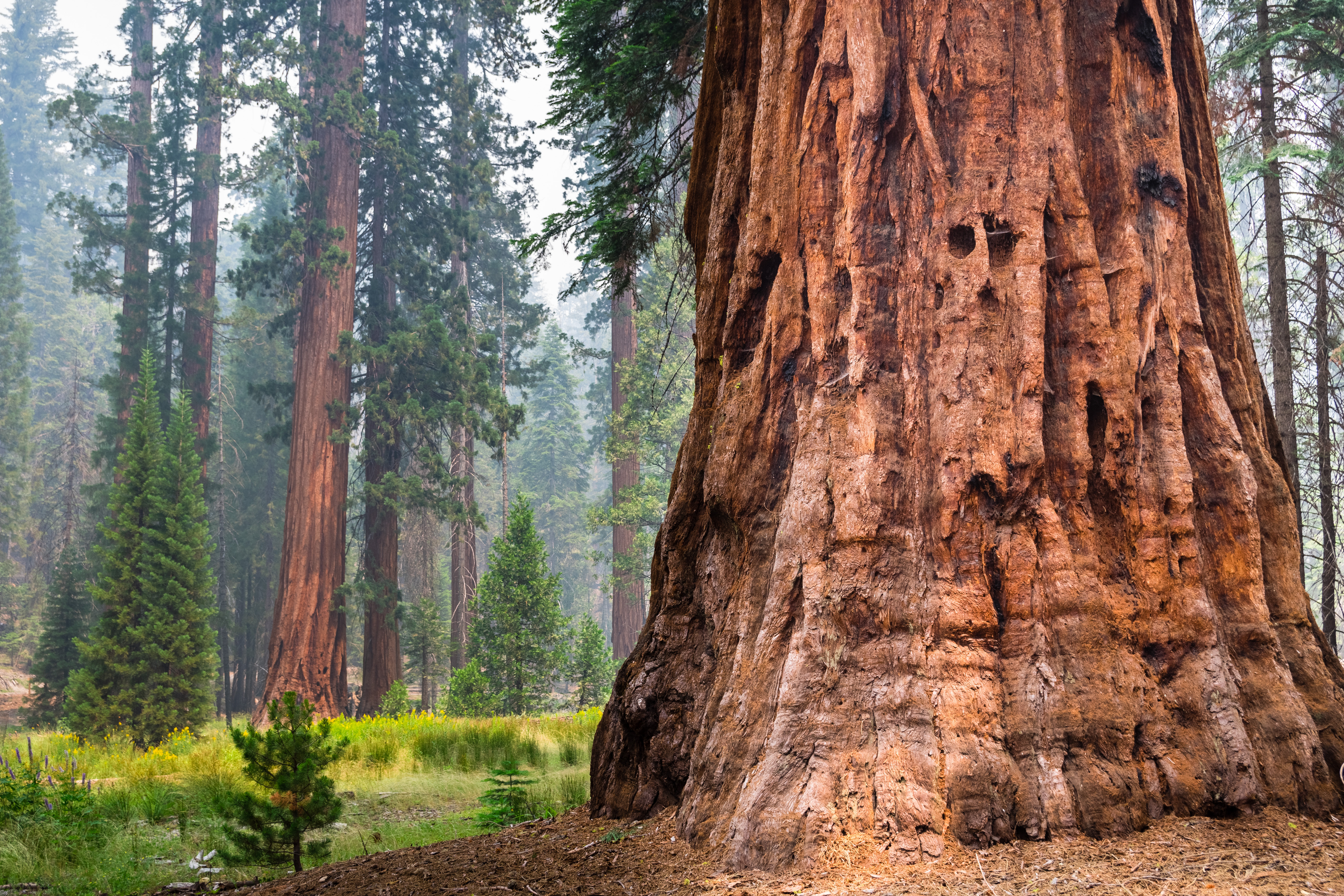 Union Rustic Giant Sequoia Trees | Wayfair.co.uk