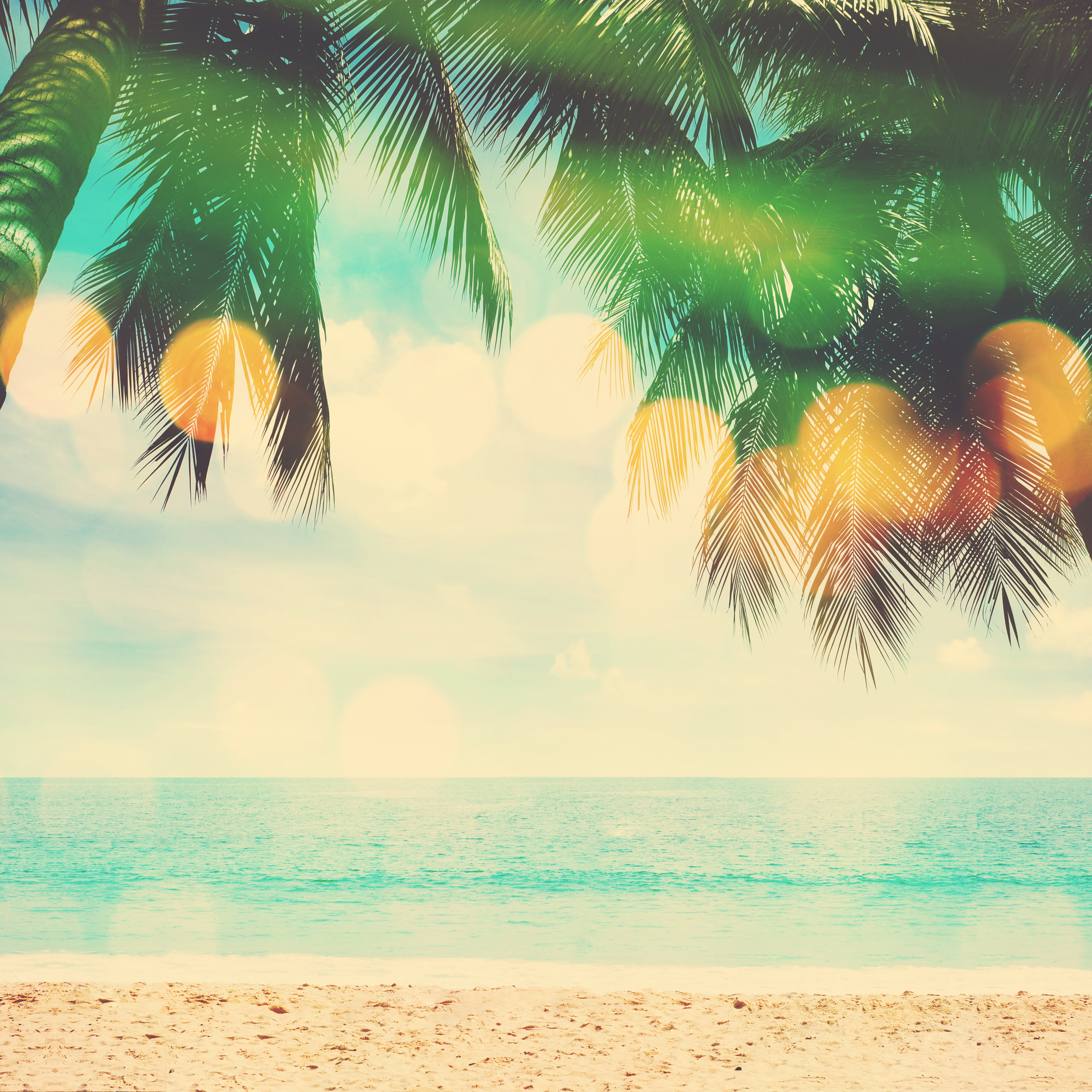Highland Dunes Coconut Palm Trees - Wrapped Canvas Photograph | Wayfair