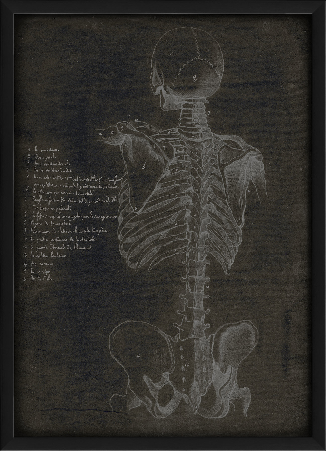 Williston Forge 'Skeleton Back' Framed Graphic Art | Wayfair