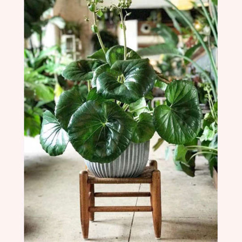 American Plant Exchange Tractor Seat Plant, Farfugium Japonicum, Live ...