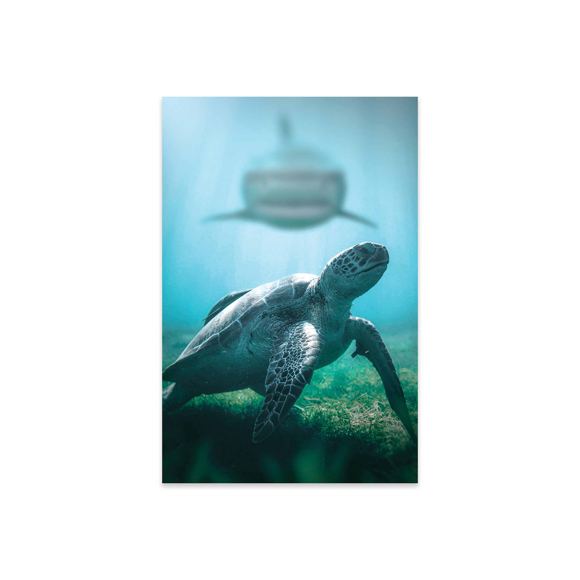 Bay Isle Home™ Turtle & Shark by Zenja Gammer | Wayfair