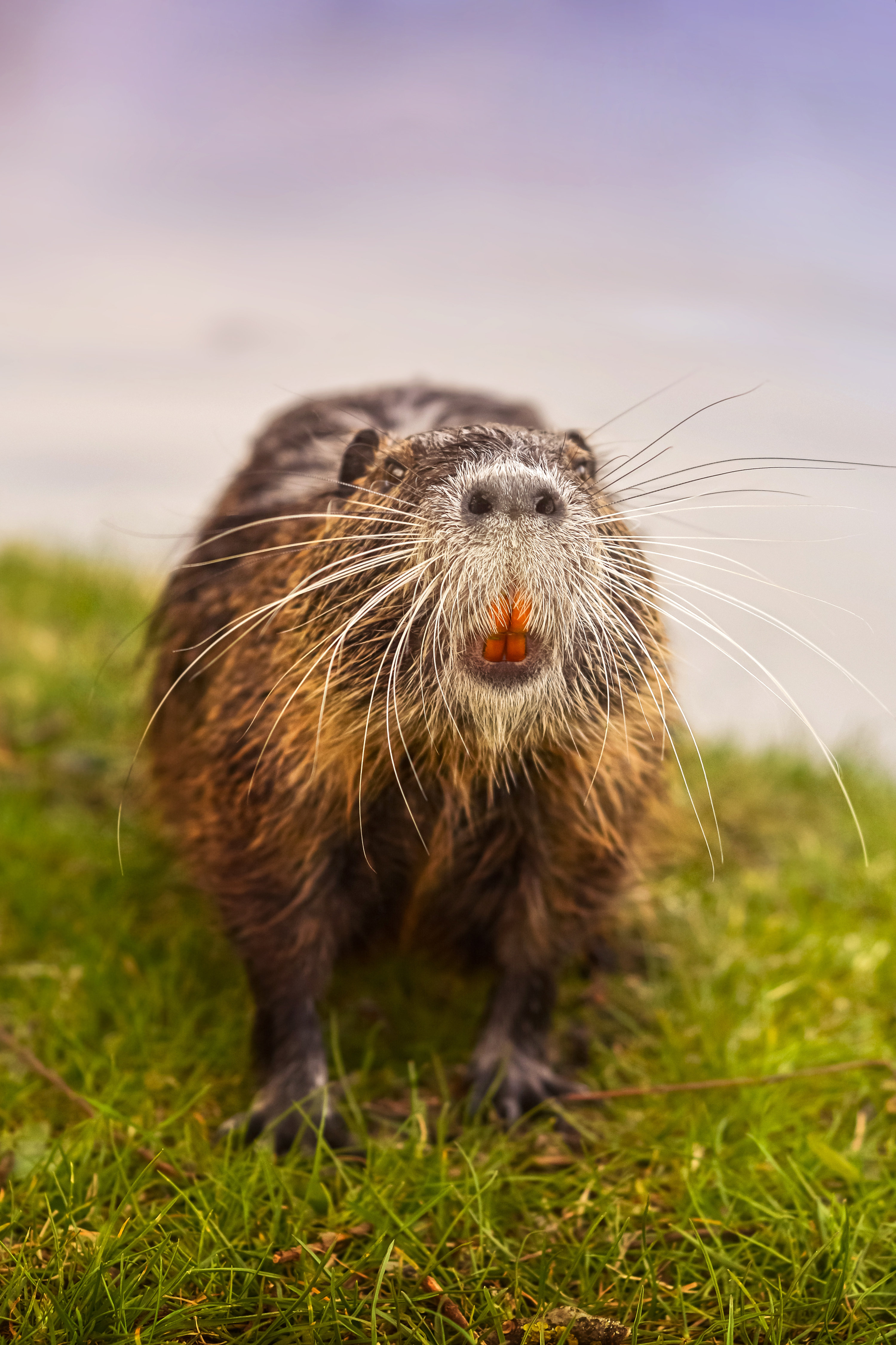 Gracie Oaks Eurasian Beaver by - Wrapped Canvas Photograph - Wayfair Canada