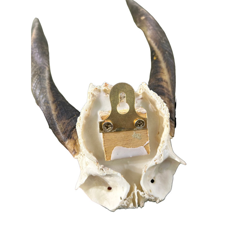 Loon Peak® Real Bushbuck Antelope Skull | Wayfair
