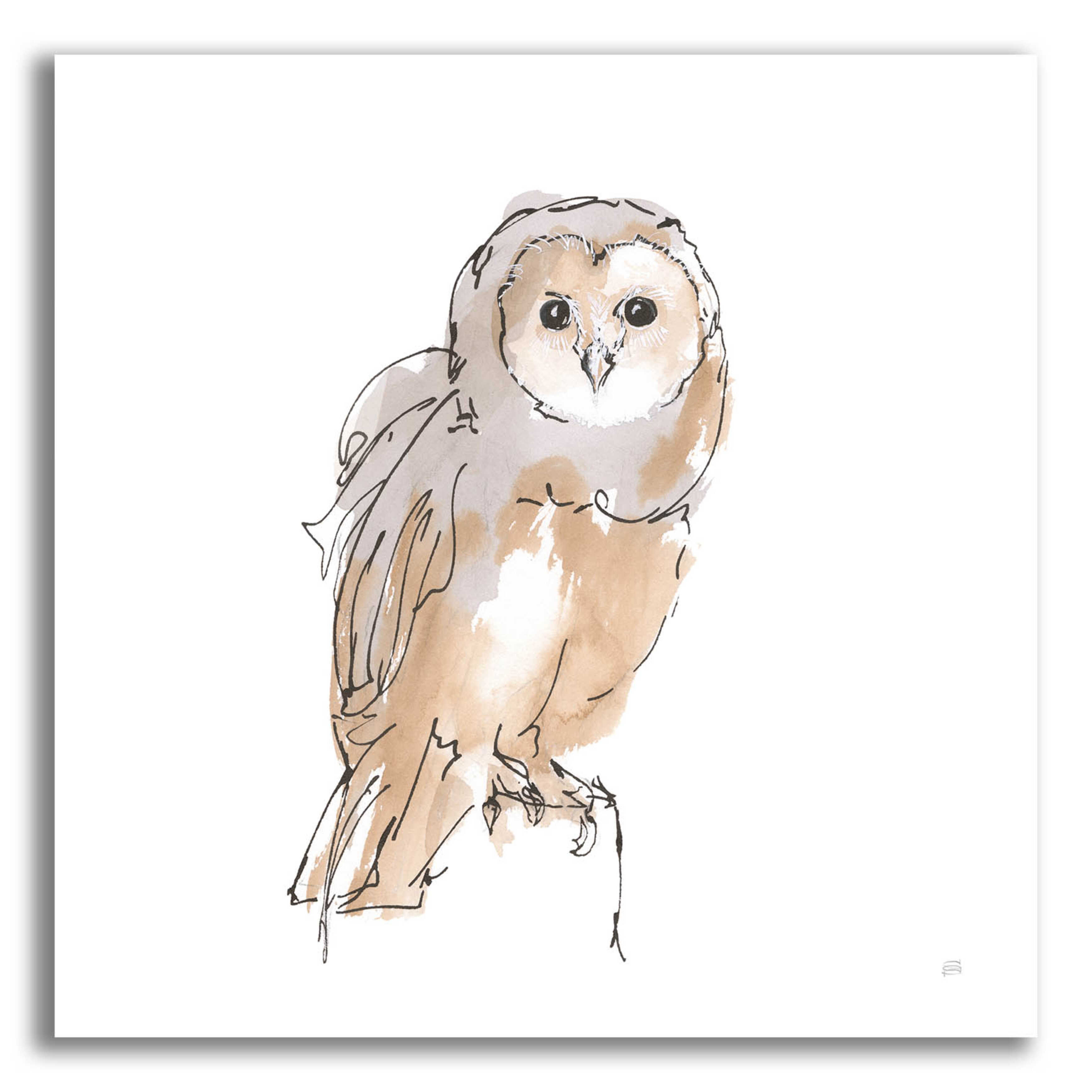 Millwood Pines Epic Art 'Barn Owl VIII' By Chris Paschke, Acrylic Barn ...