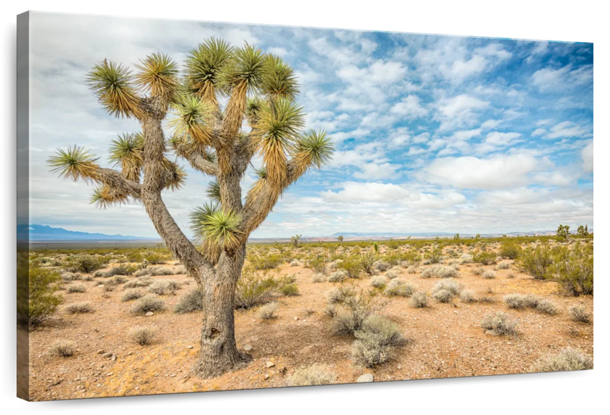 Elephant Stock Joshua Tree In Nevada | Wayfair