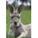 17 Stories Thinking Kangaroo by MoMorad - Photographic Print | Wayfair ...