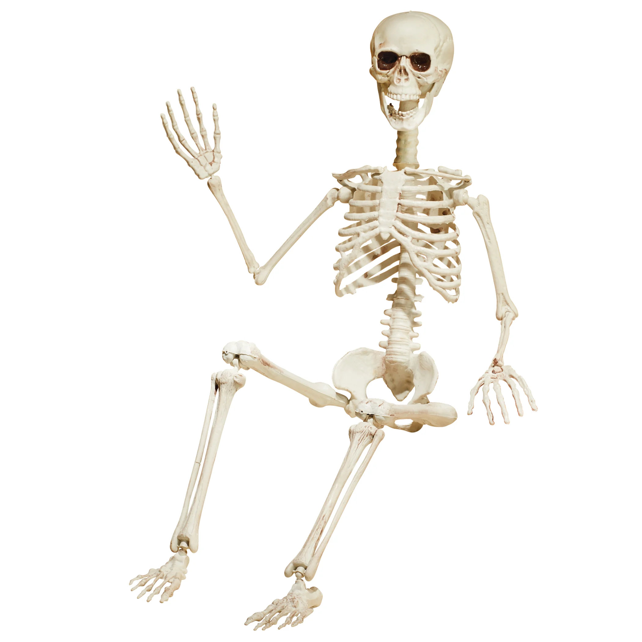 Winston Porter 3-Foot Posable Skeleton Halloween Decoration | Wayfair