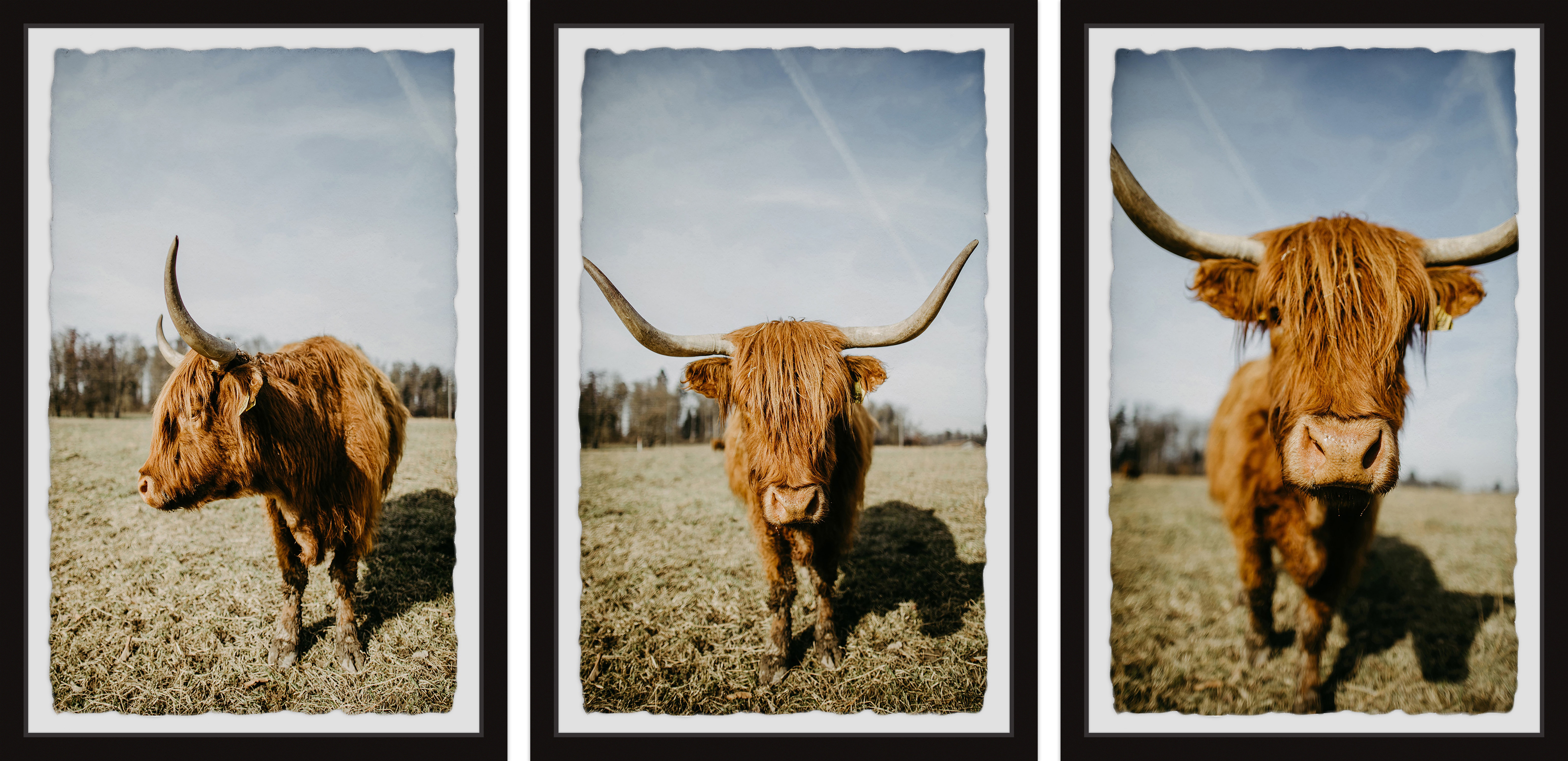 Natur Pur Sweeping Horns Triptych | Wayfair.co.uk