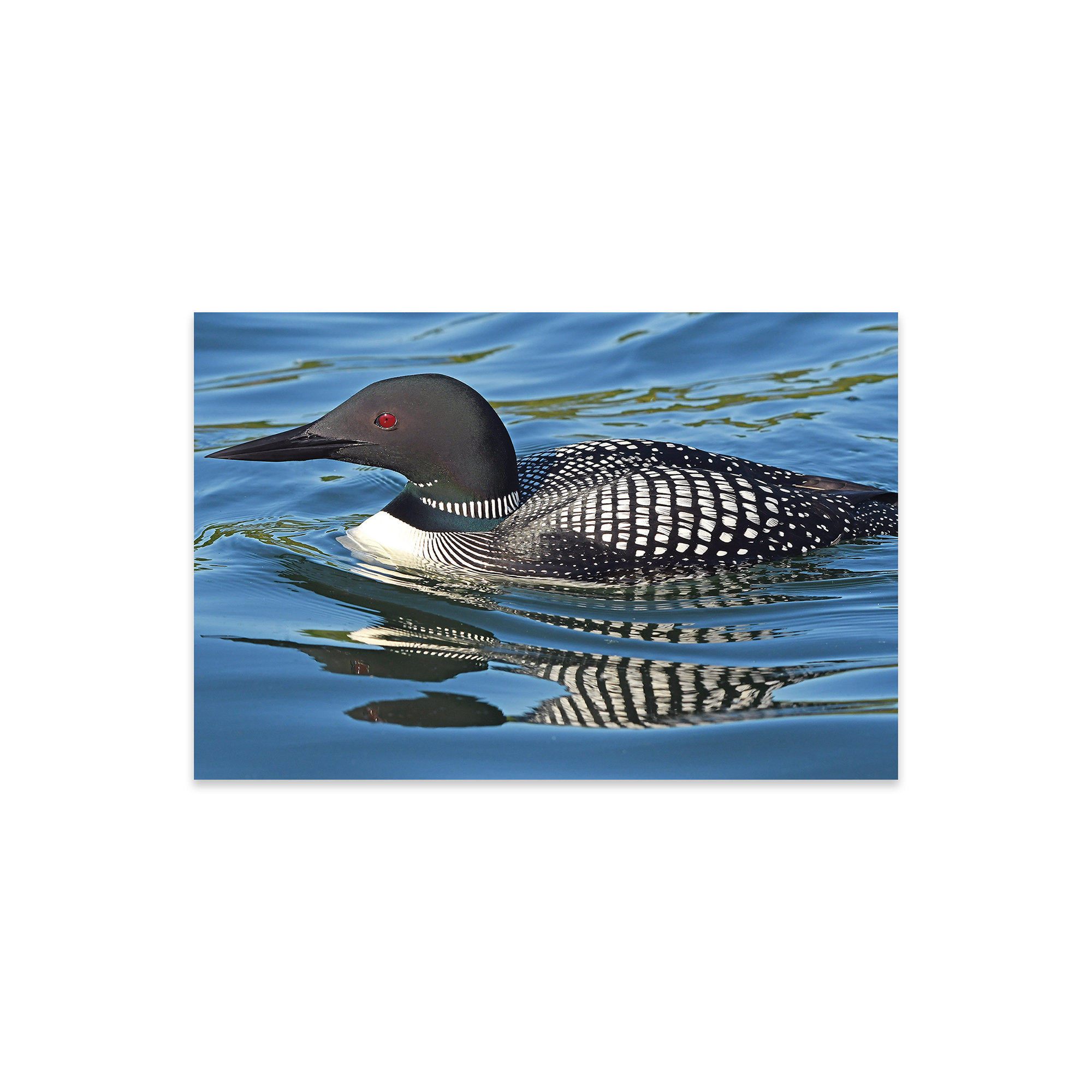 Gracie Oaks Loon Reflections On Plastic / Acrylic by Brian Wolf Print ...