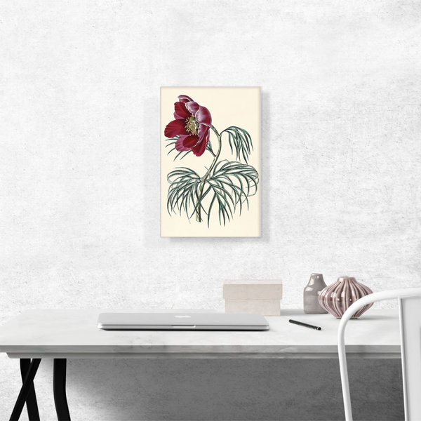 ARTCANVAS " Tenuifolia Peony Flower 1828 " by Sydenham Edwards on ...