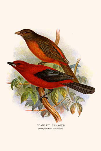 Buyenlarge Scarlet Tanager - Graphic Art Print | Wayfair