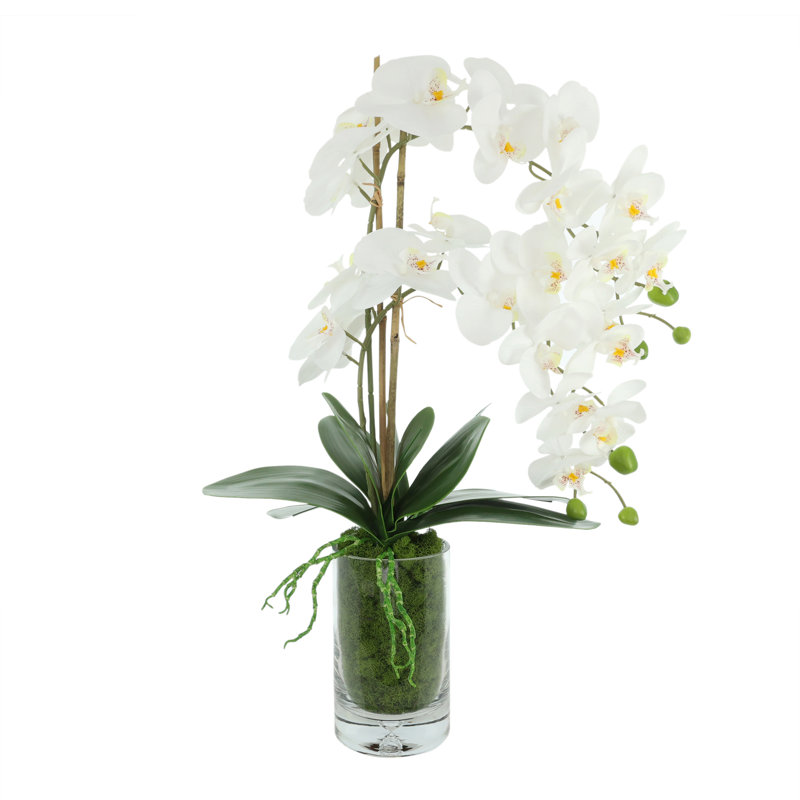 Primrue Orchids Arranged in Glass Vase with Moss | Wayfair