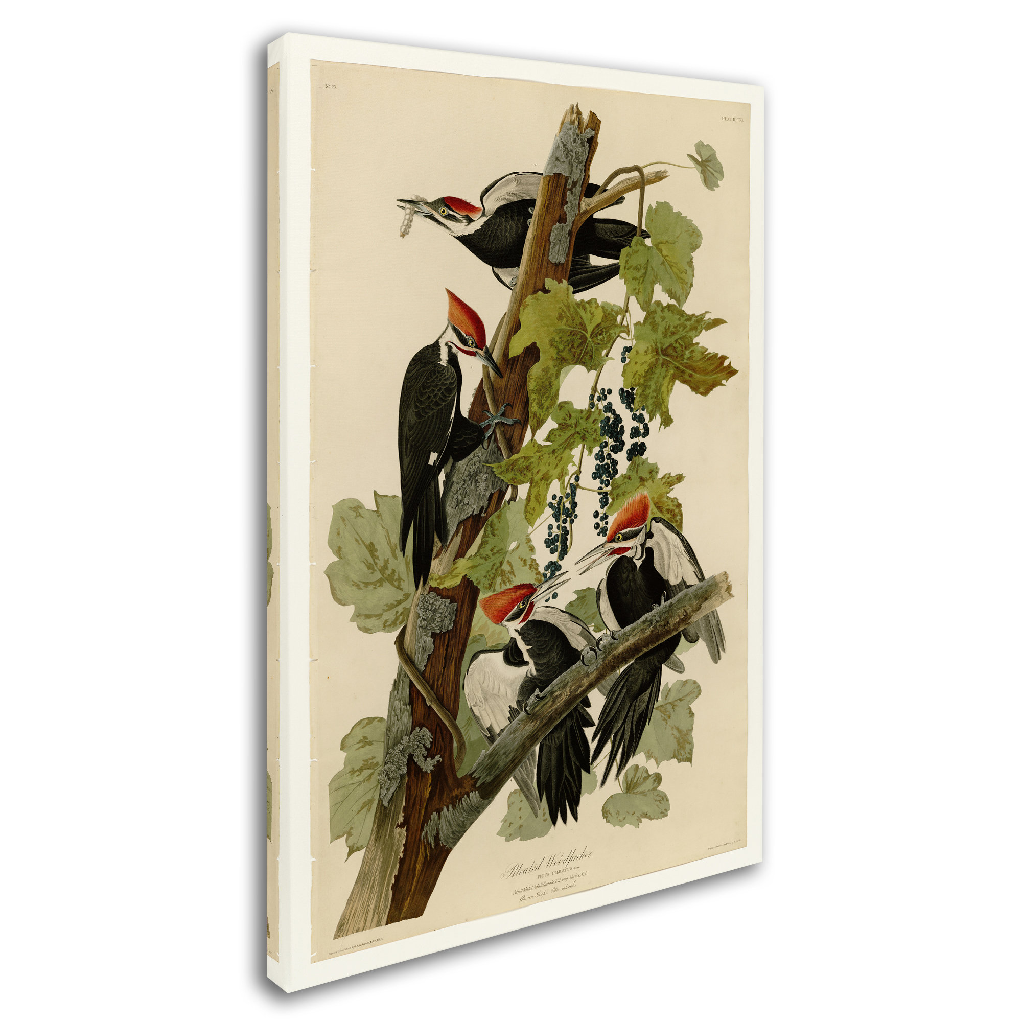 Bay Isle Home™ 'Pileated Woodpeckers' by John James Audubon Graphic Art ...