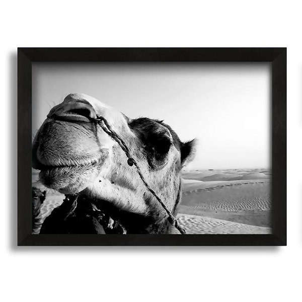 Natur Pur Heres Looking At You Camel Framed Print - Single Picture ...