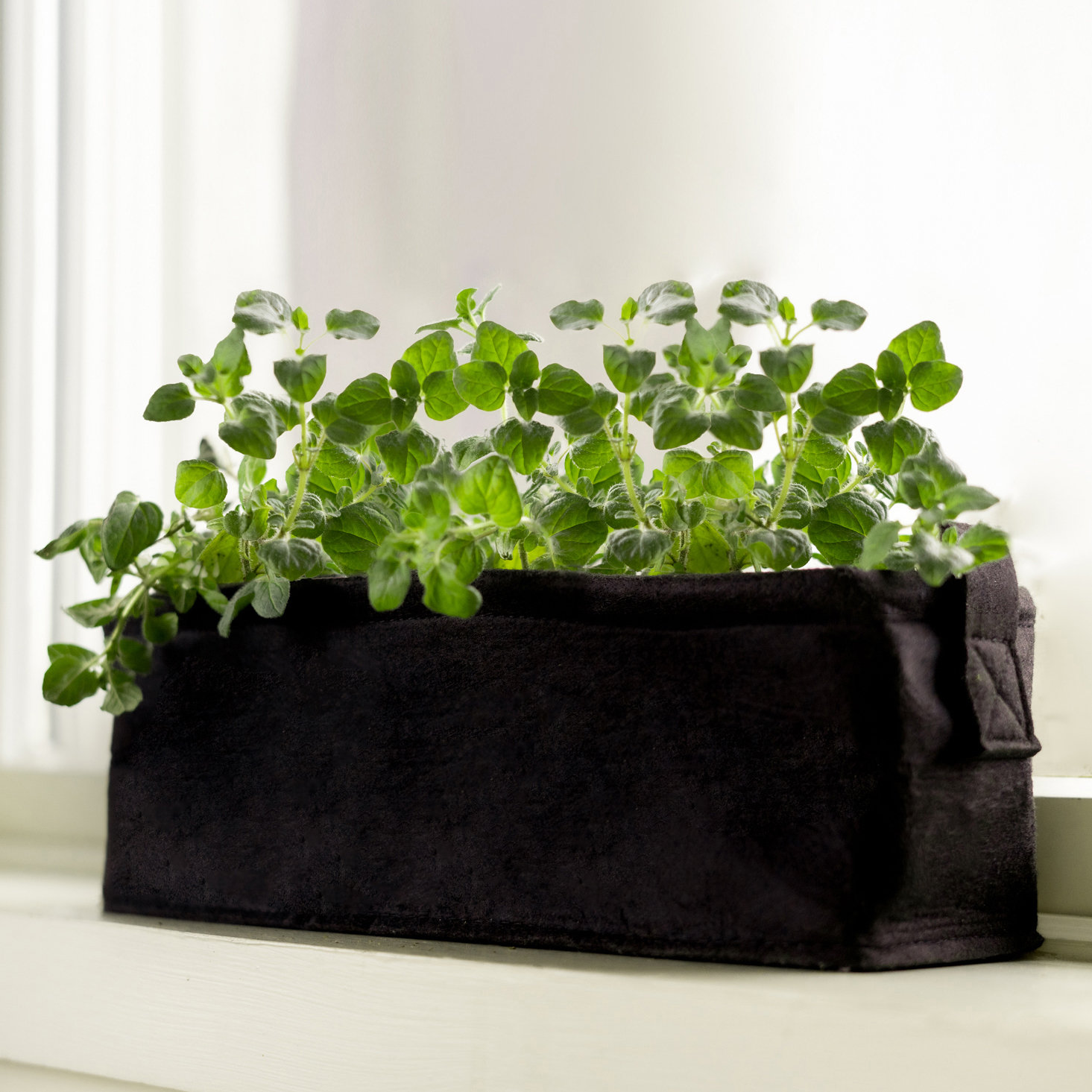 Touch of ECO Natural Fibers Planter Box Organic Oregano Seed Kit ...