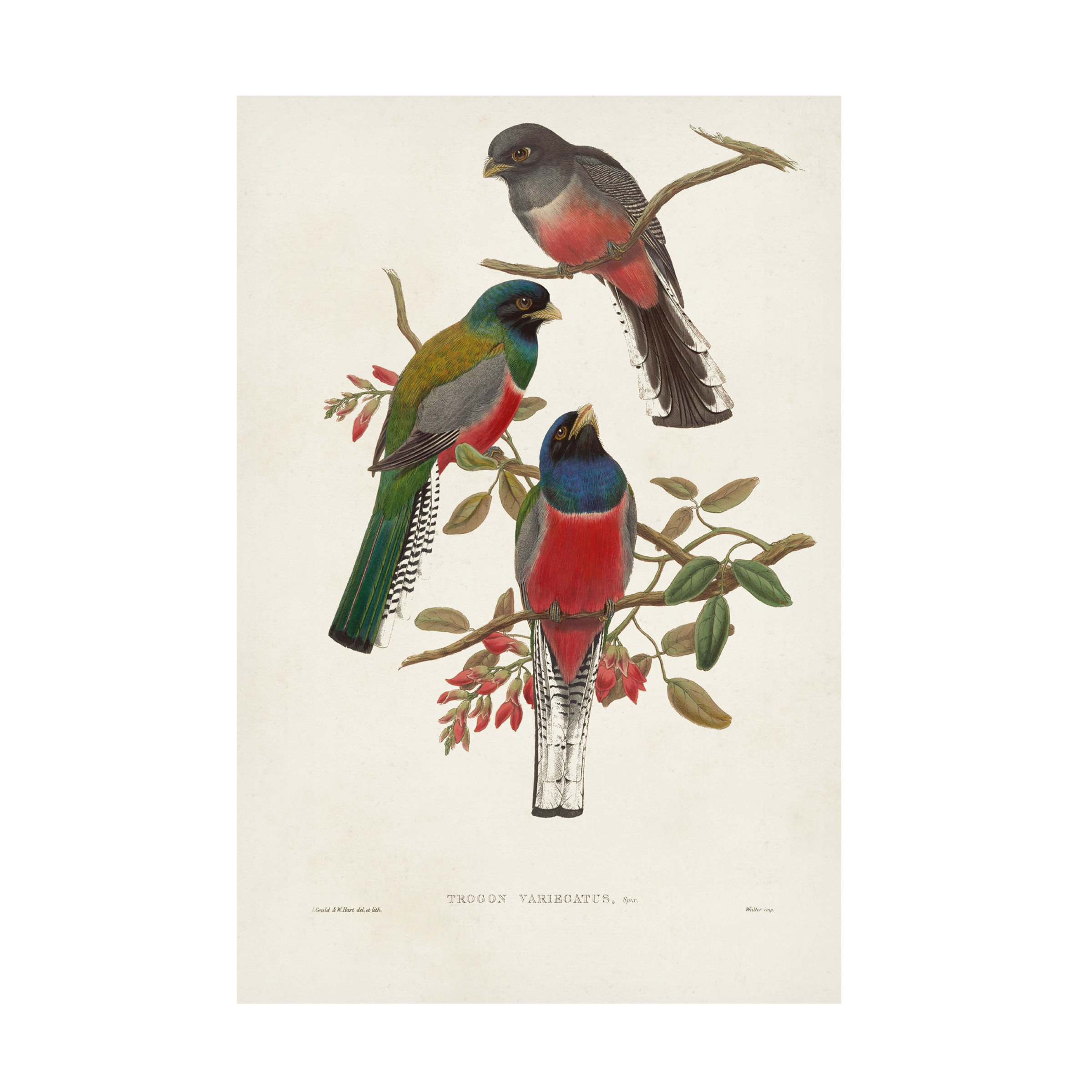 Winston Porter Elegant Trogons IX On Canvas by John Gould Print | Wayfair